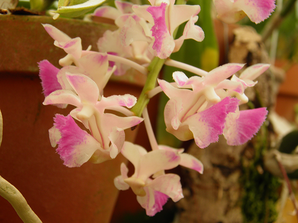 Aerides falcata - סחלבים